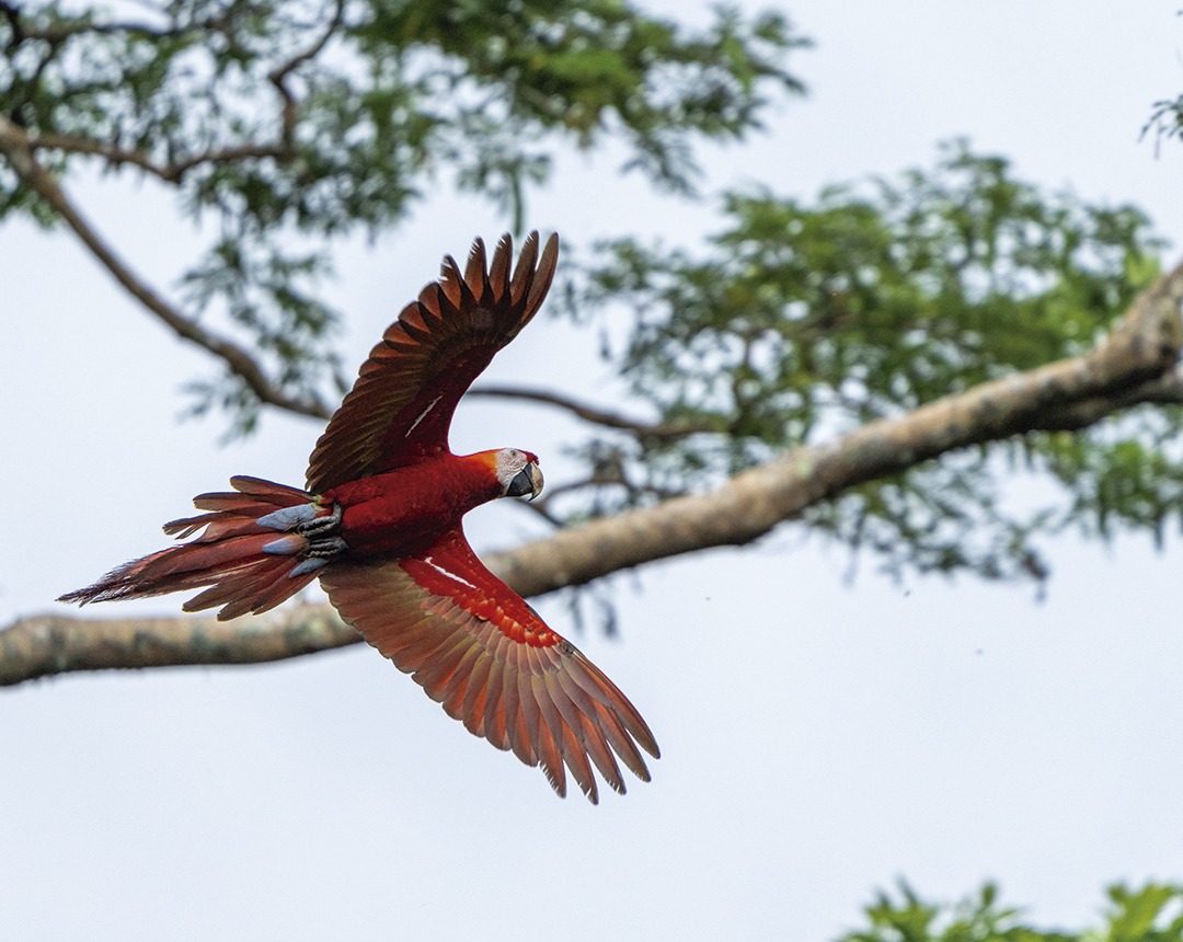 Amazon Birdwatching Tour | Mandari Panga Yasuni Jungle Lodge