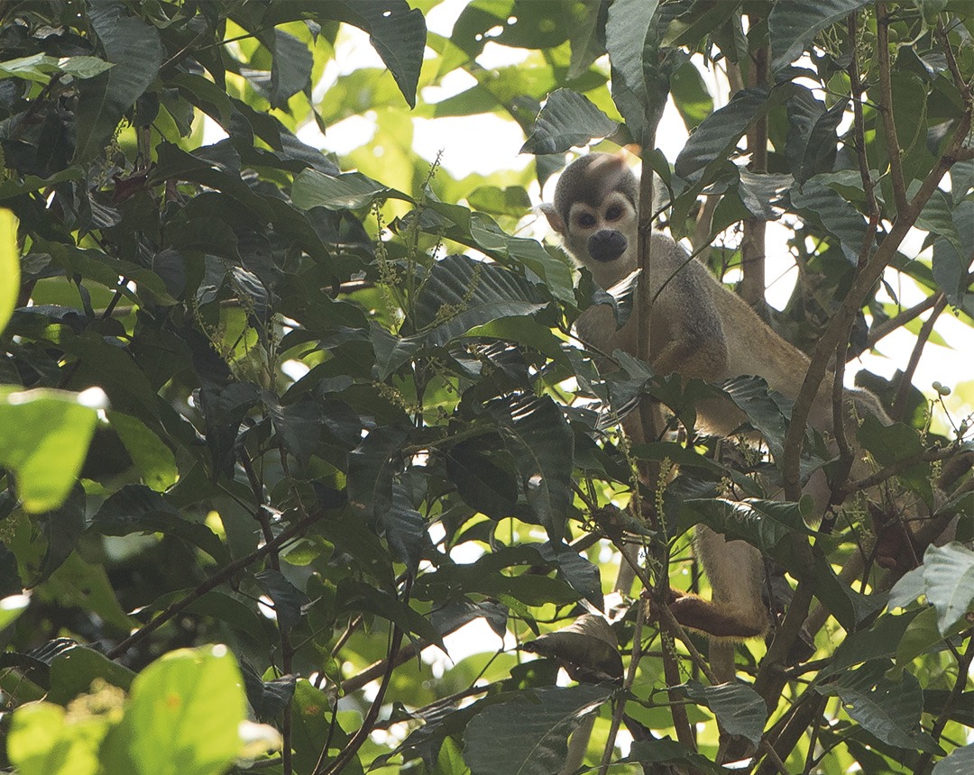 amazon squirrel monkey | Mandari Panga Yasuni Jungle Expeditions